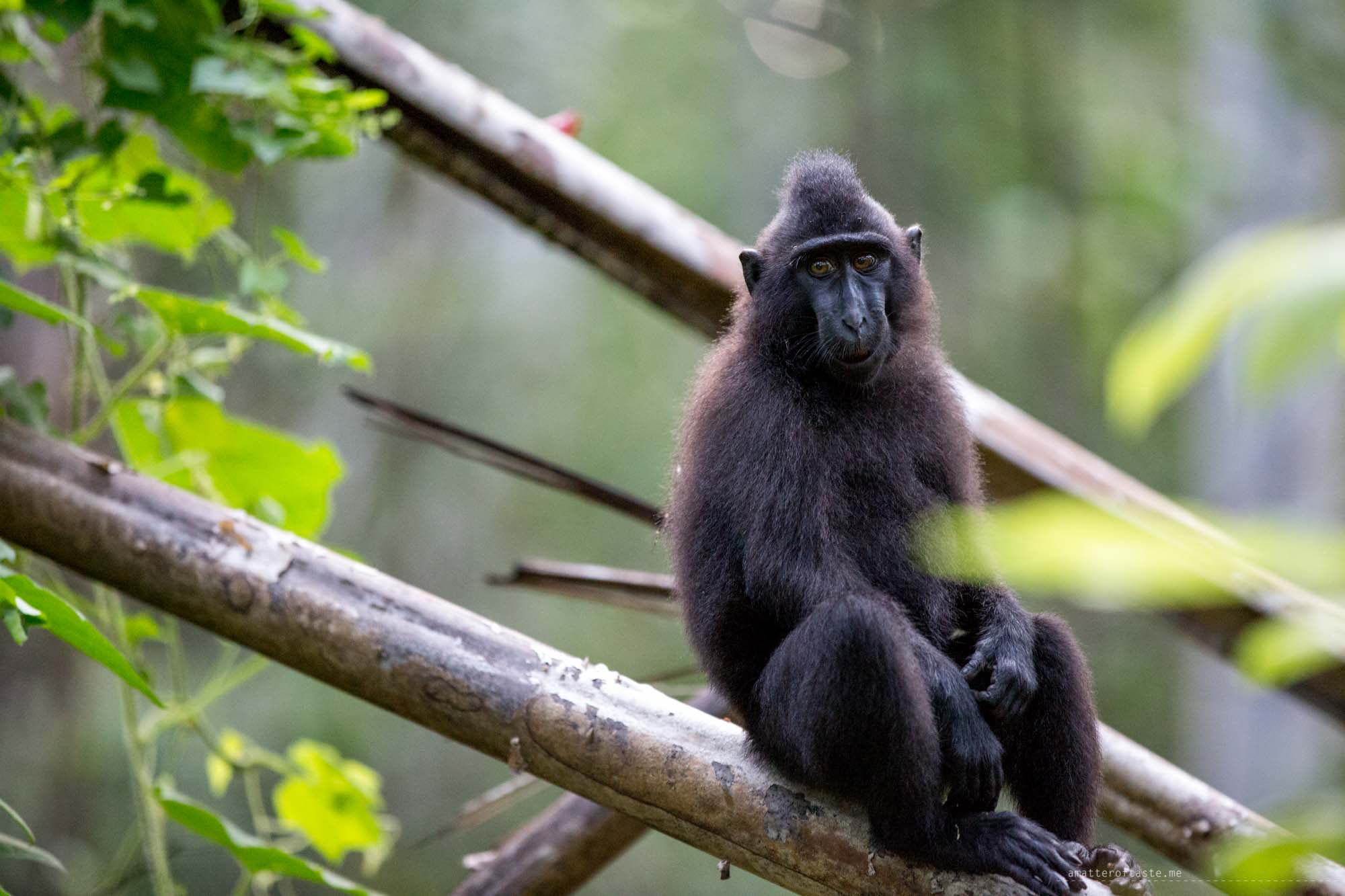 10 things to do in Sulawesi, Indonesia - a matter of taste