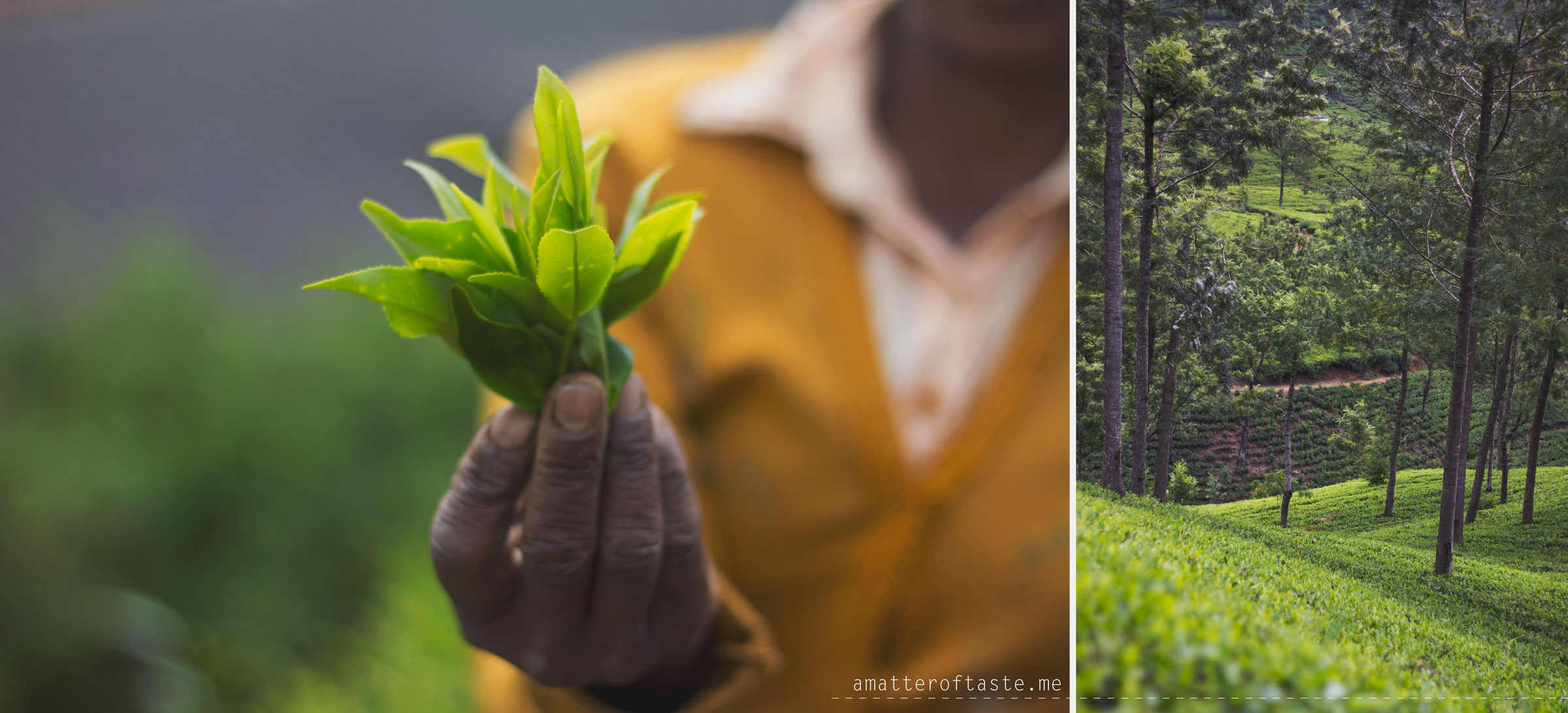 Sri Lankan tea estate - a matter of taste