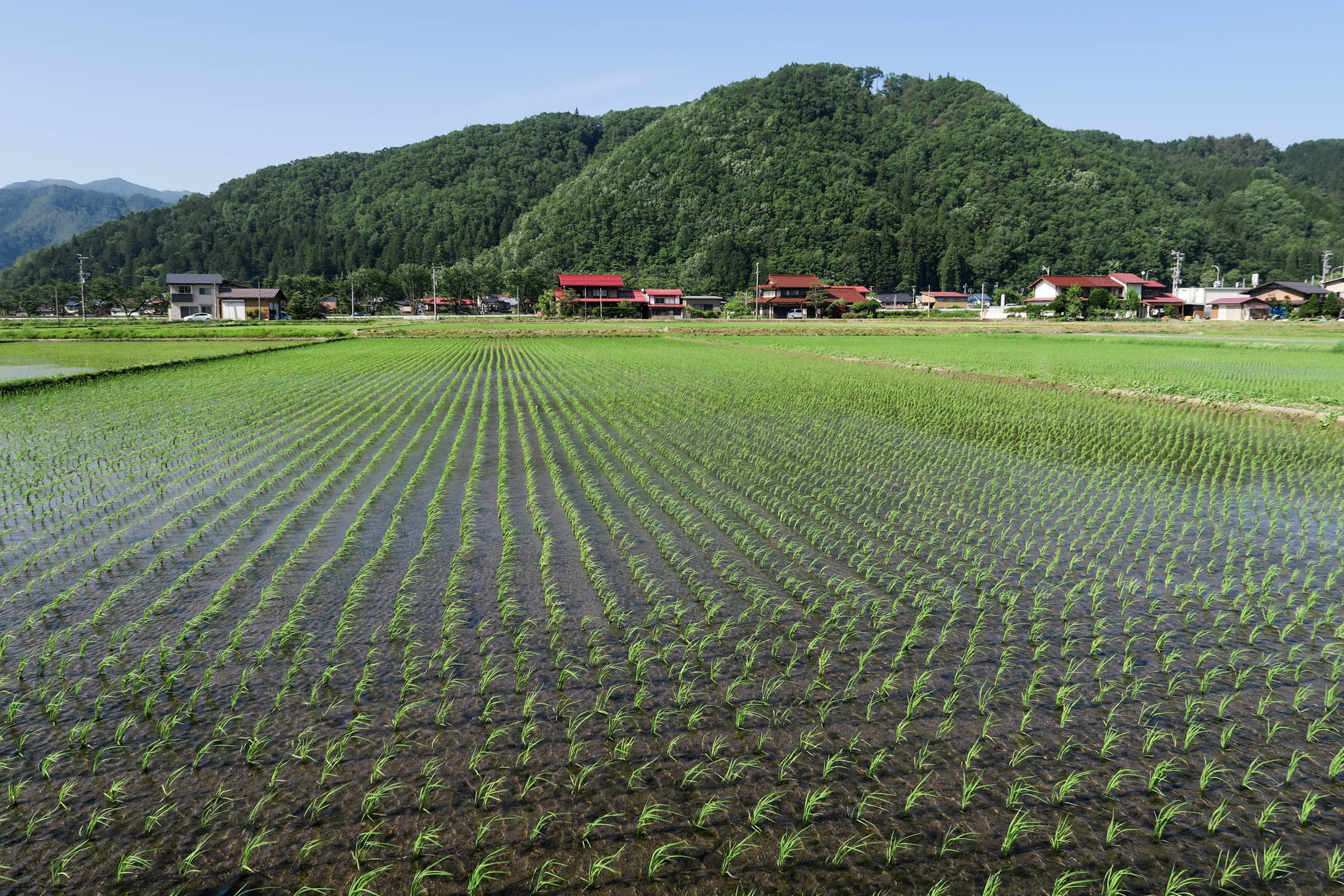 Cycling through rice fields - must do in Japan! - a matter of taste